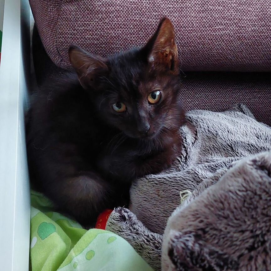 Отдам котенка в добрые руки