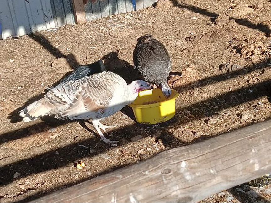 Индюки домашние