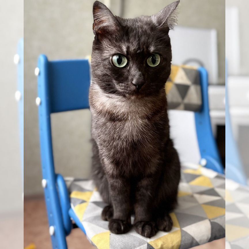 Взрослая кошка в добрые руки