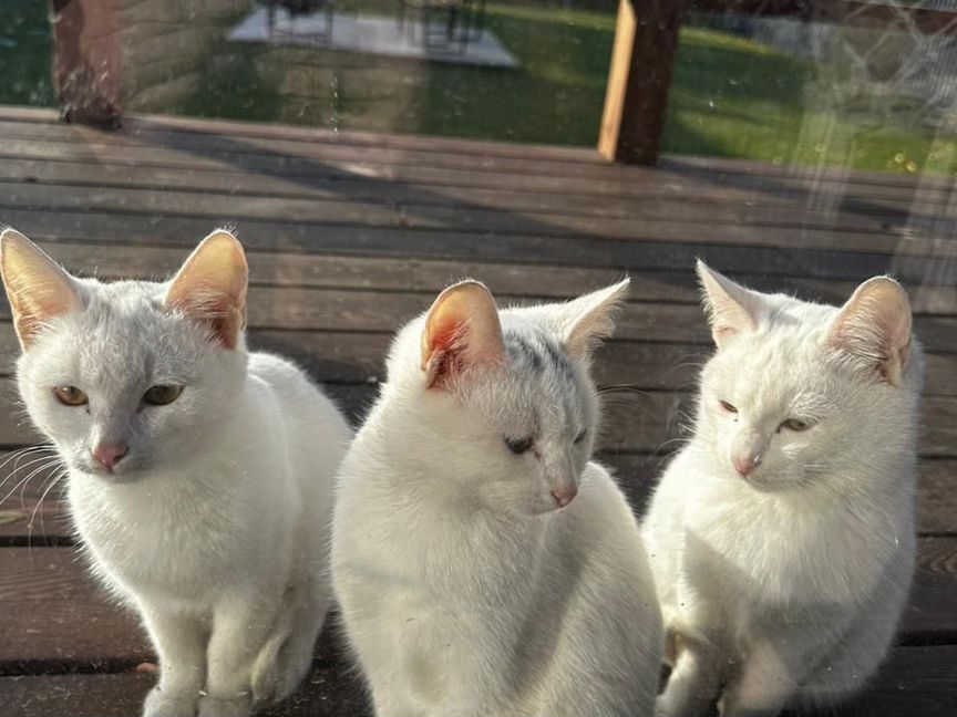 Котята в добрые руки