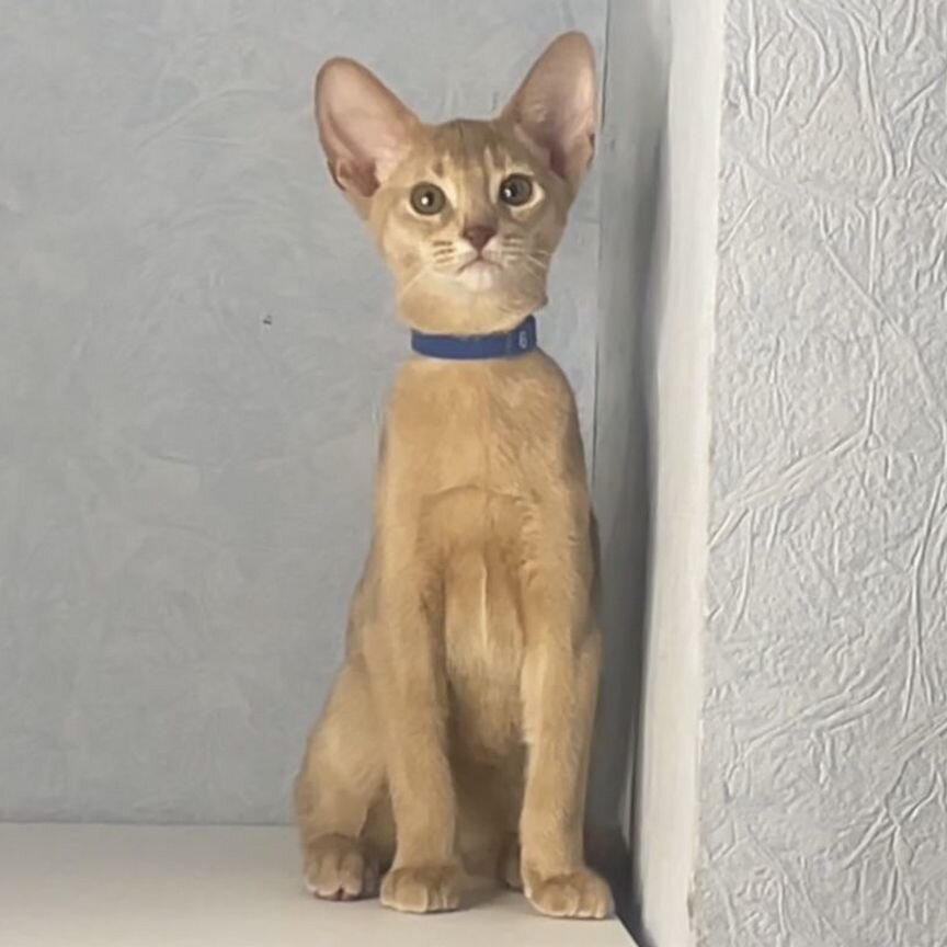 Абиссинский котёнок
