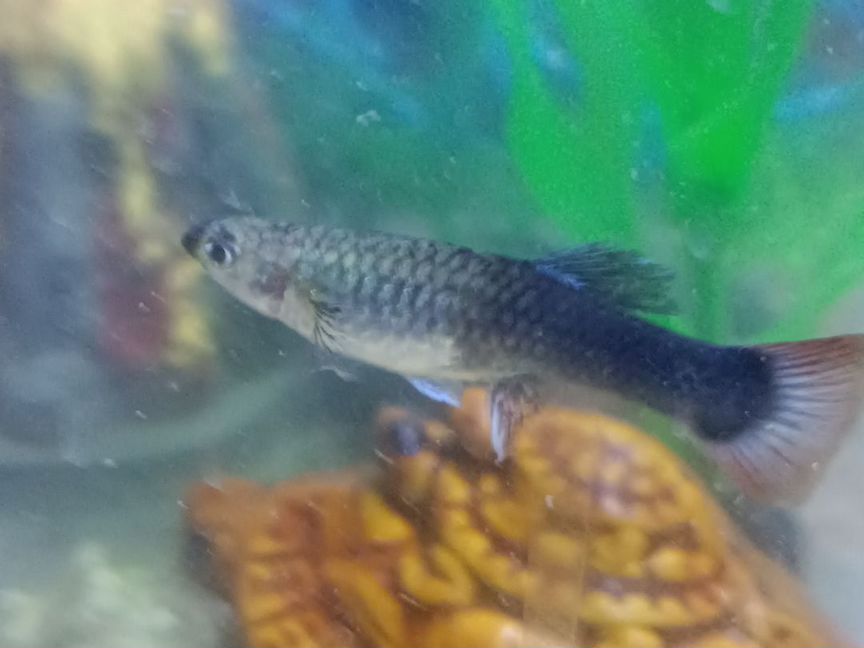 Аквариумные рыбки гуппи