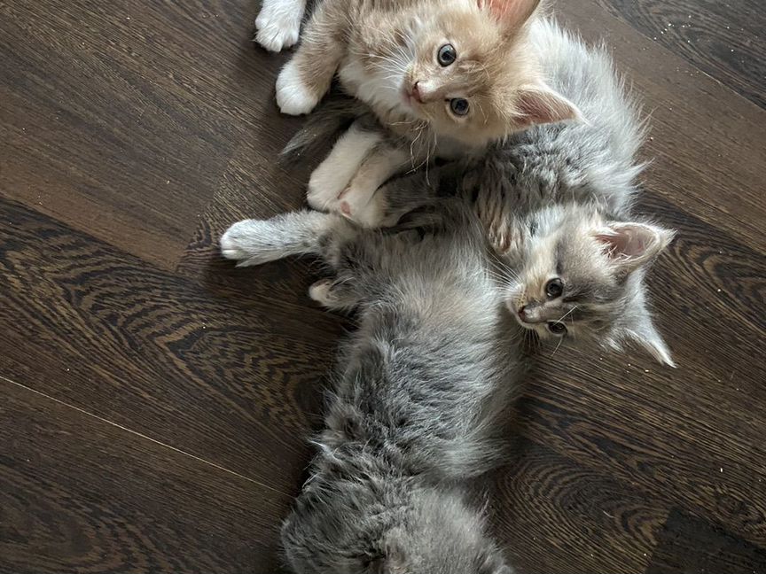 Котята мейн-кун
