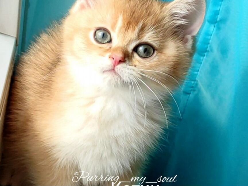 Британские котята золотая шиншилла