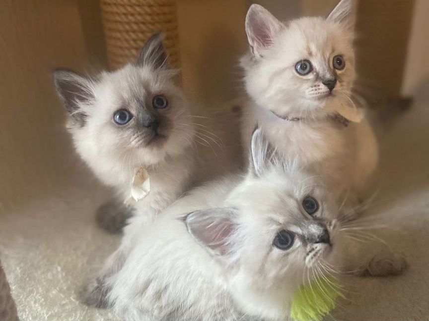Невские маскарадные котята
