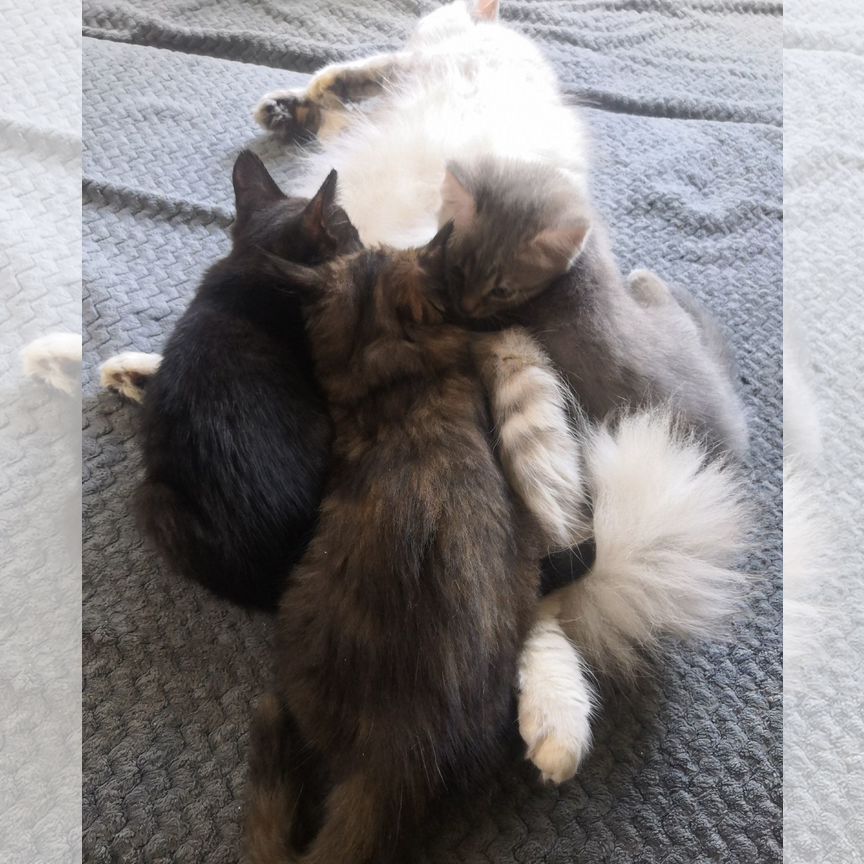 Отдам котят в добрые руки