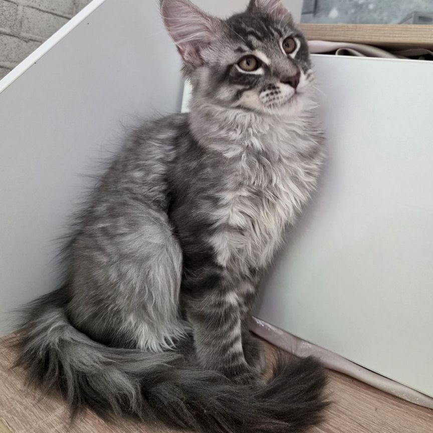 Мейн-кун котёнок