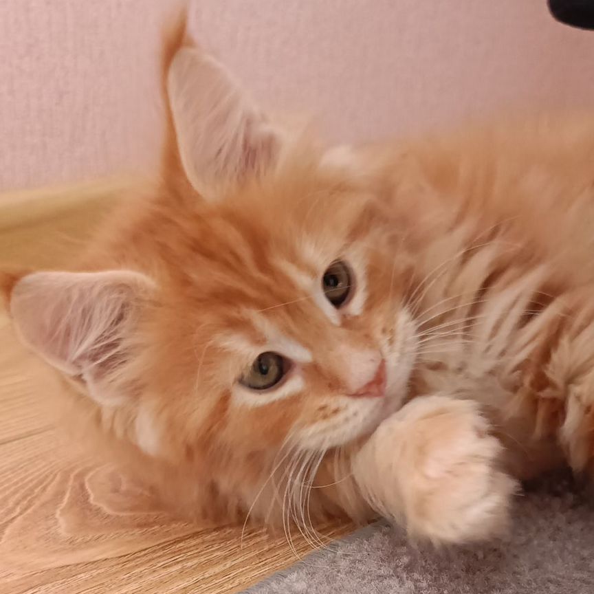 Мейн-кун котёнок