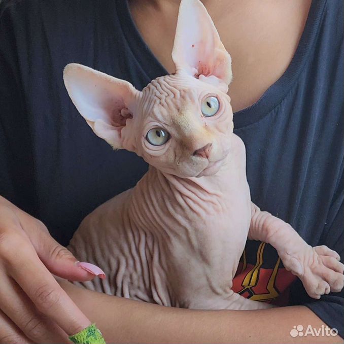 Канадский сфинкс. Супер Тимон