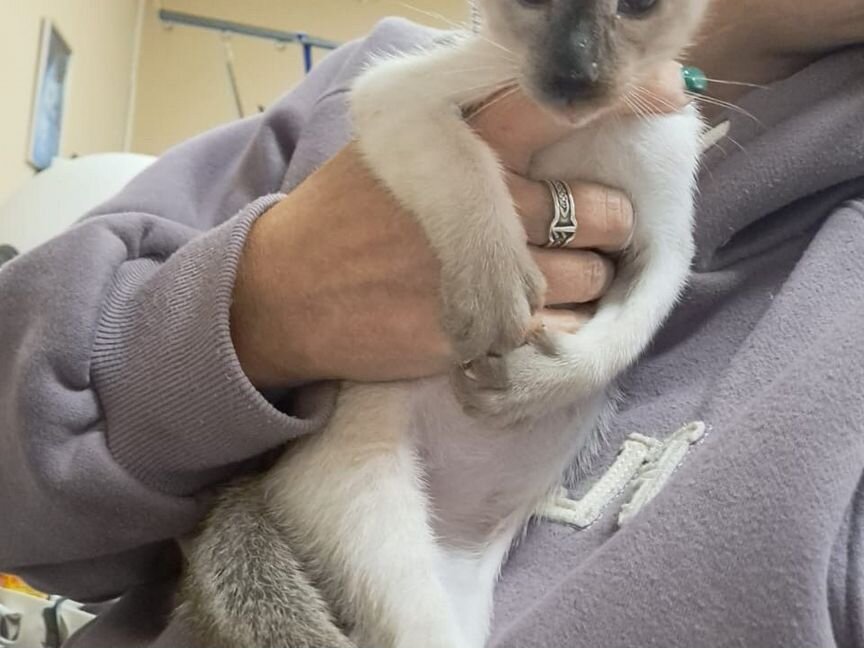 Котята ориентальной породы