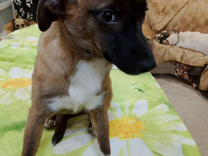 Отдам щенка маленькой породы