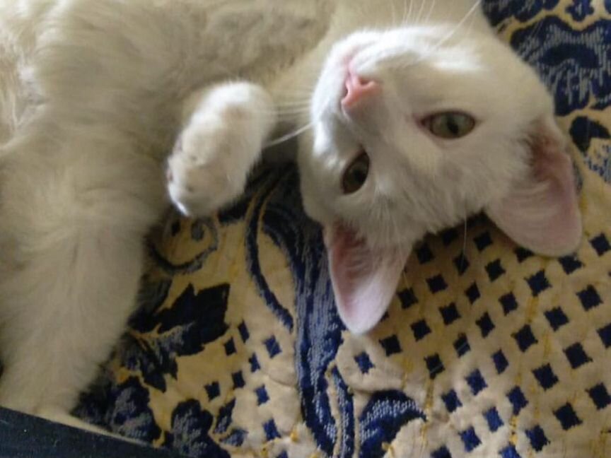 Турецкая ангора
