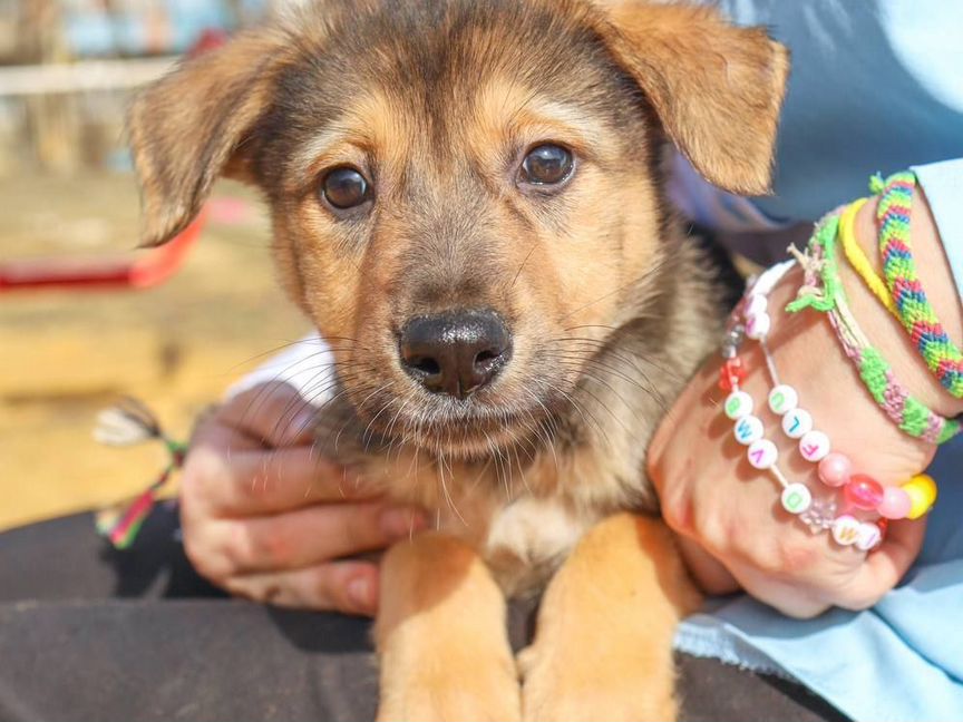 Шлёпа - щенок в добрые руки