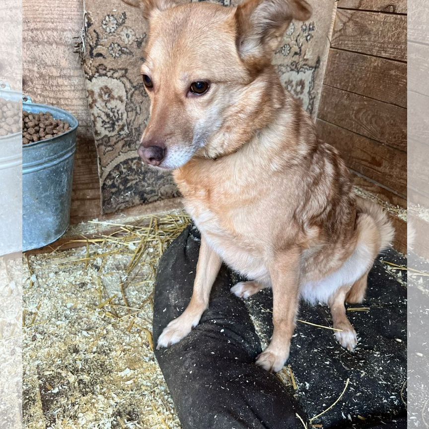 Взрослая собака в добрые руки