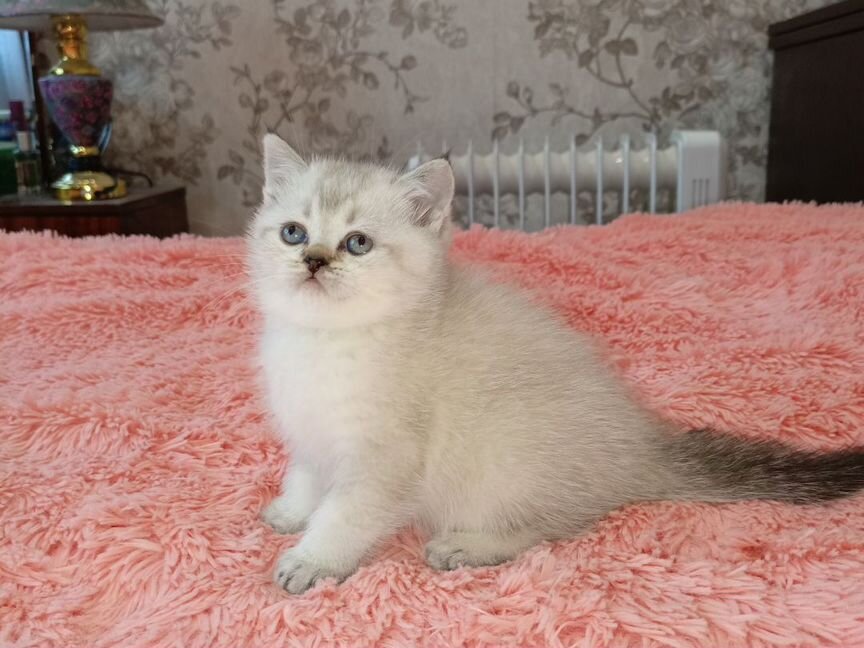 Шотландская куколка окрас колор-пойнт