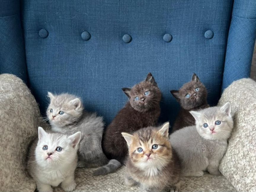 Британская кошка