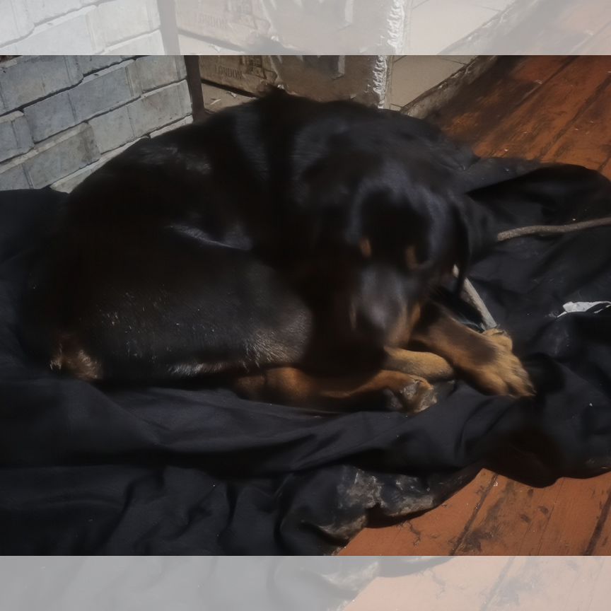 Ротвейлер, щенок