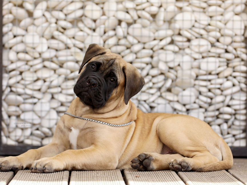 Бульмастиф