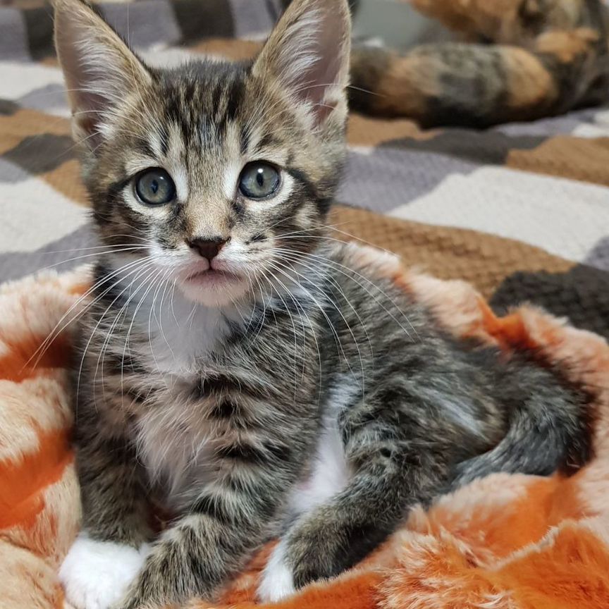 Любимый шикарный котёнок в лучшую семью