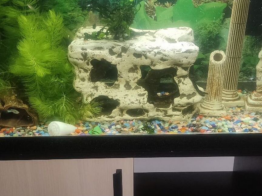 Аквариум со всем содержимым