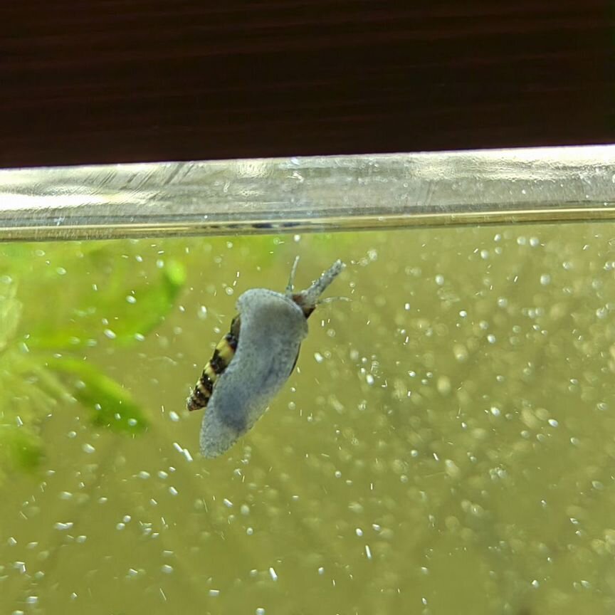 Улитки хелены