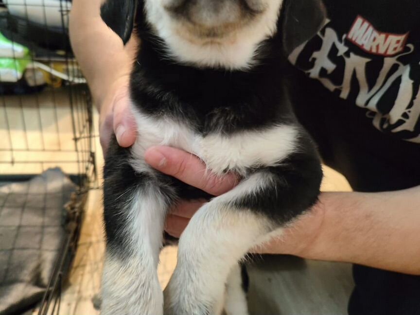 Щенки метисы лабрадора и хаски