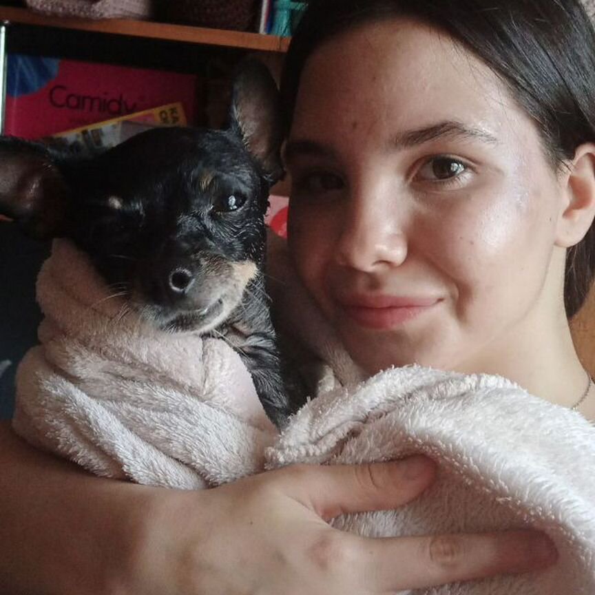 Собаки потеряшки