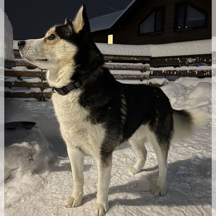 Сибирский хаски, взрослый пёс