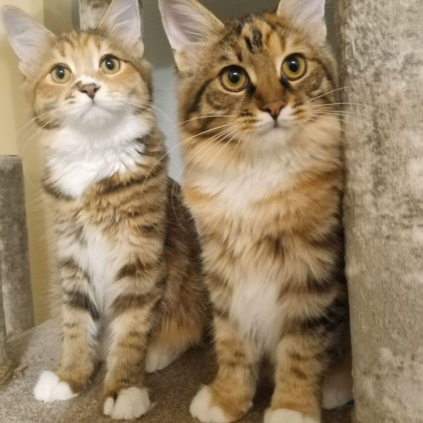 Курилочки- рысятки