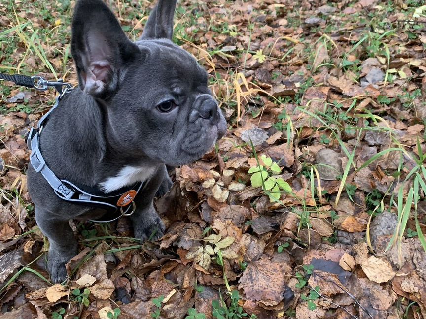 Французский бульдог