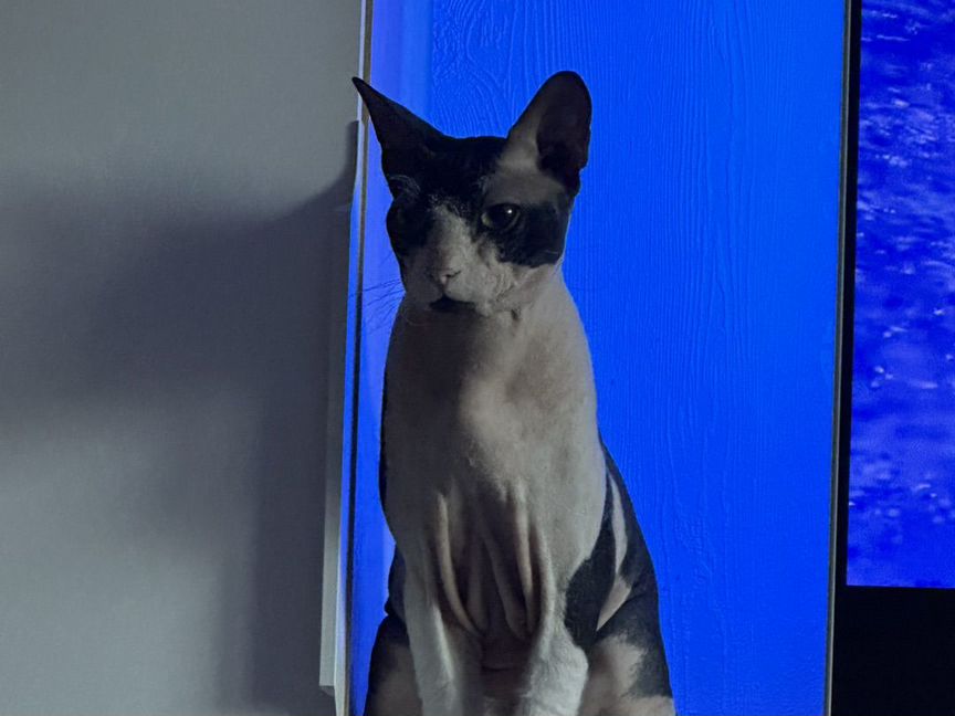 Донской велюровый сфинкс