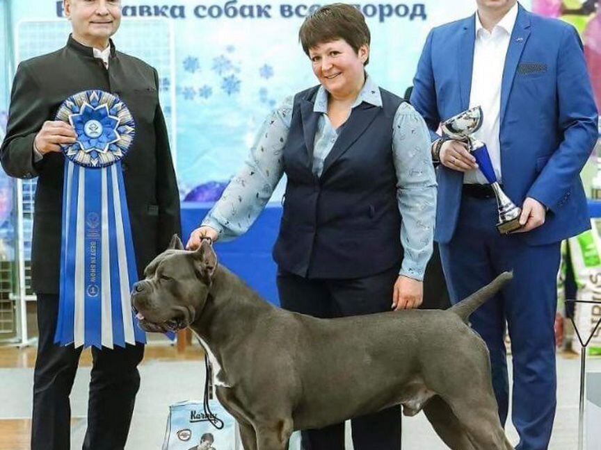 Щенки кане корсо