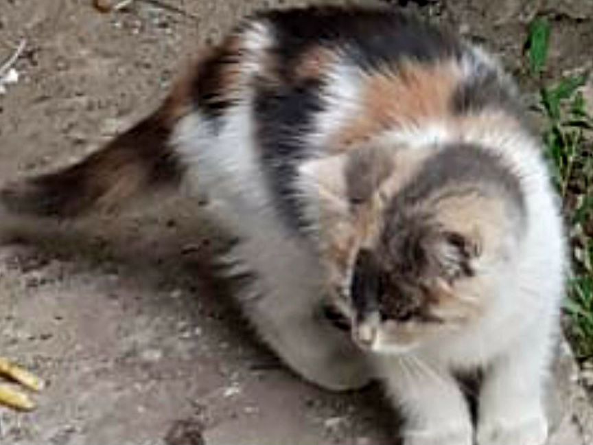 Котята в добрые руки бесплатно