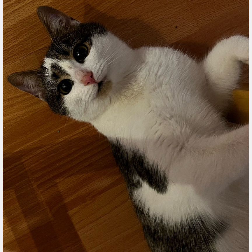 Котенок