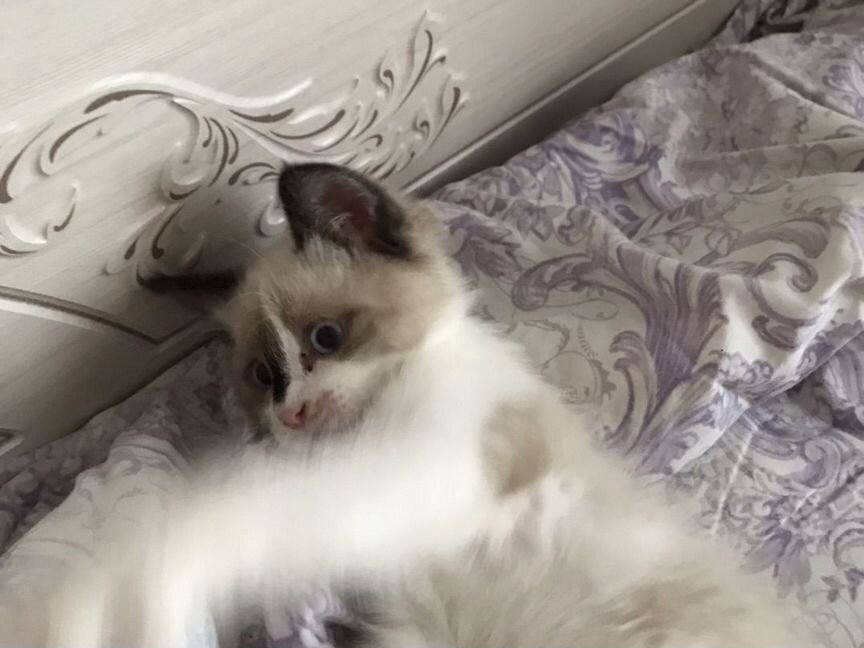 Котик голубоглазый, 1,5 месяца