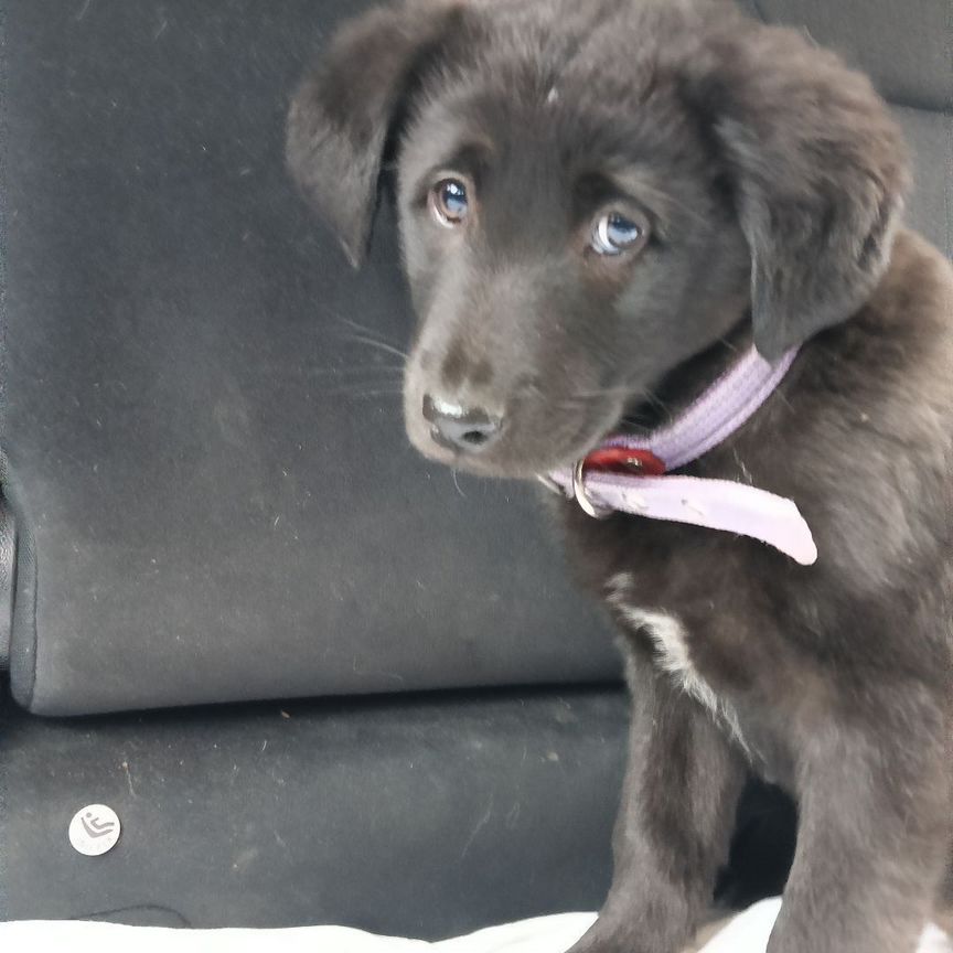 Щенок в добрые руки бесплатно