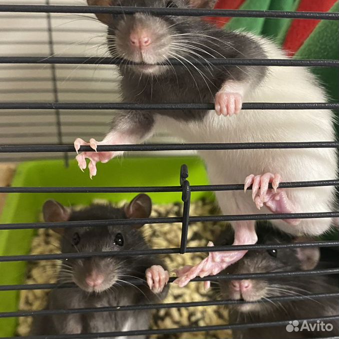 Продам крысят Дамбо