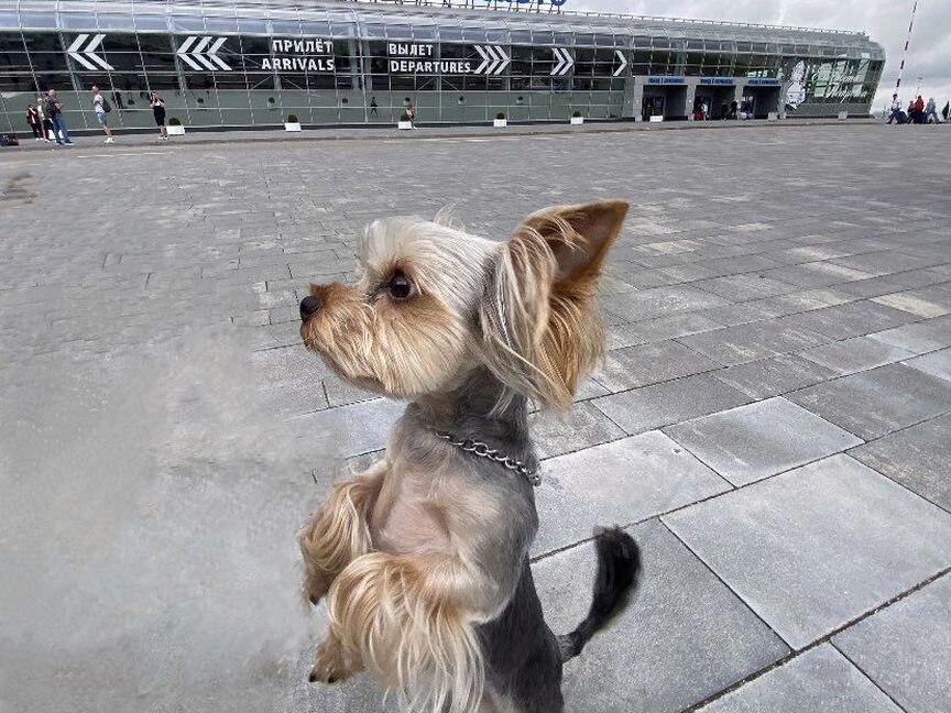 Йоркширский терьер mini