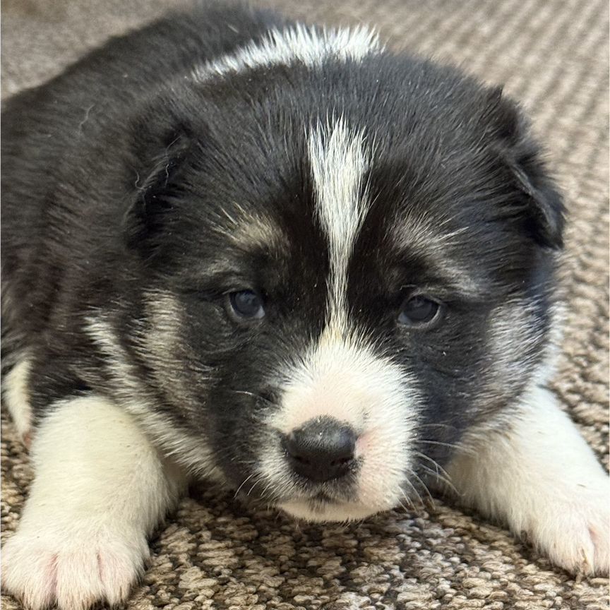 Сибирский хаски, щенок