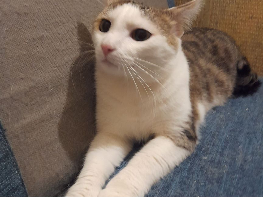 Замечательный котик в добрые руки