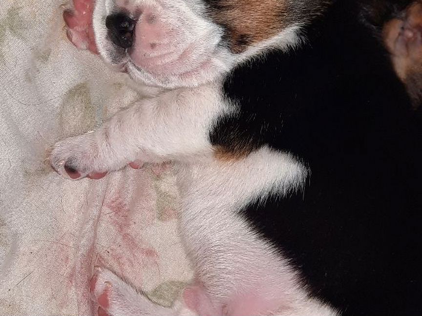 Щенки бигль бронь