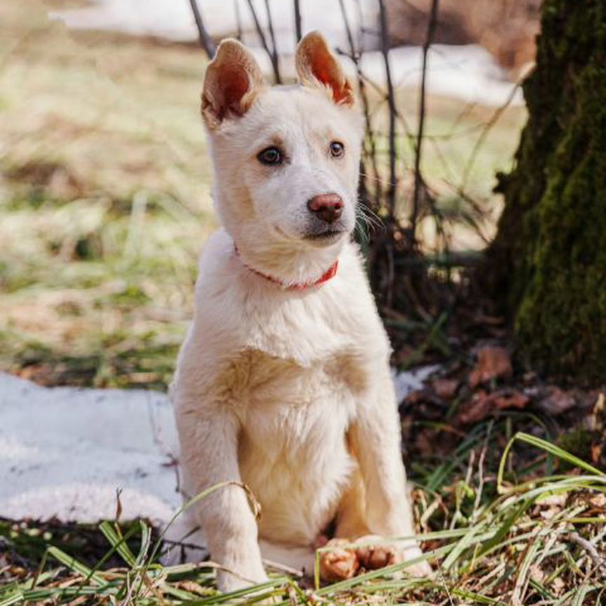 Щенок в добрые руки