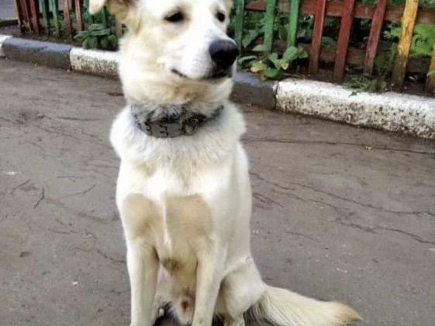 Собака в добрые руки