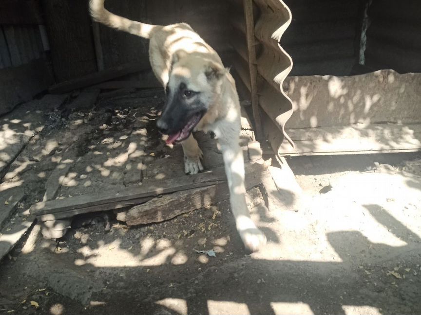 Кавказский волкодав