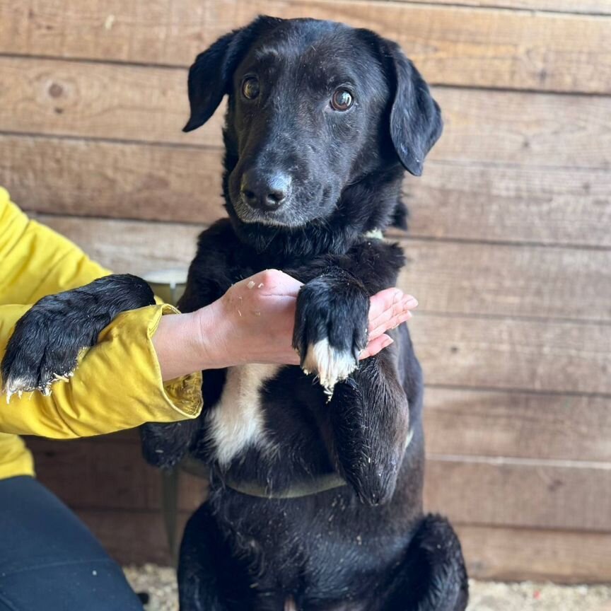 Взрослый пёс в добрые руки