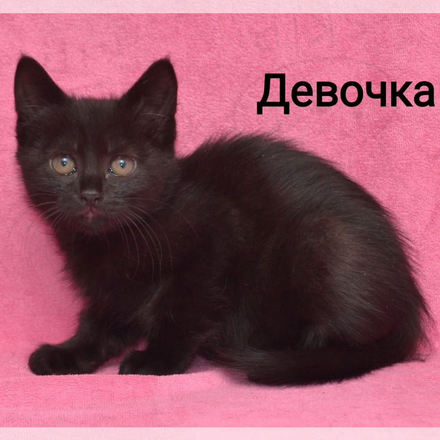 Котенок бесплатно
