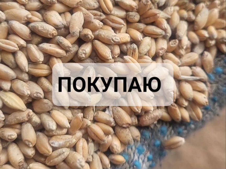 Зерно пшеница ячмень