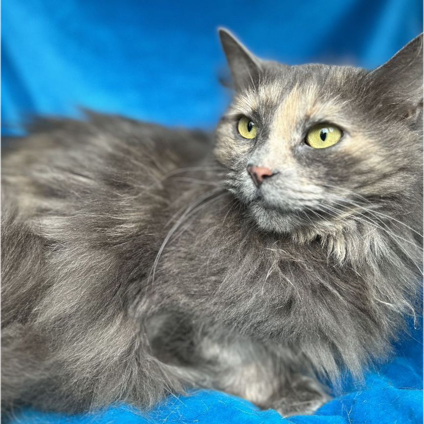 Кошечка в добрые руки