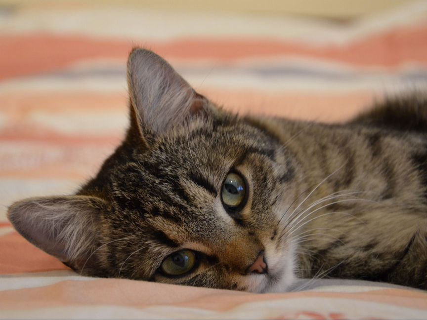 Полосатый мальчик Филя