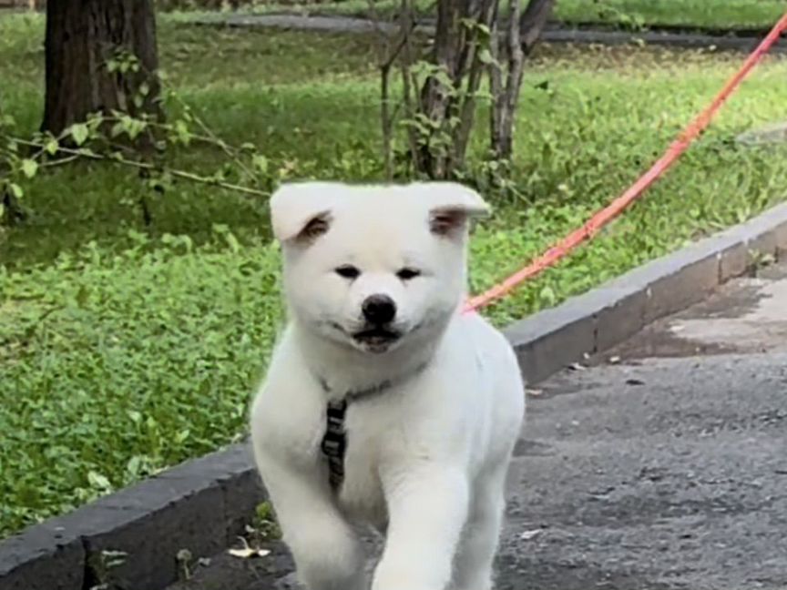 Шикарный малыш